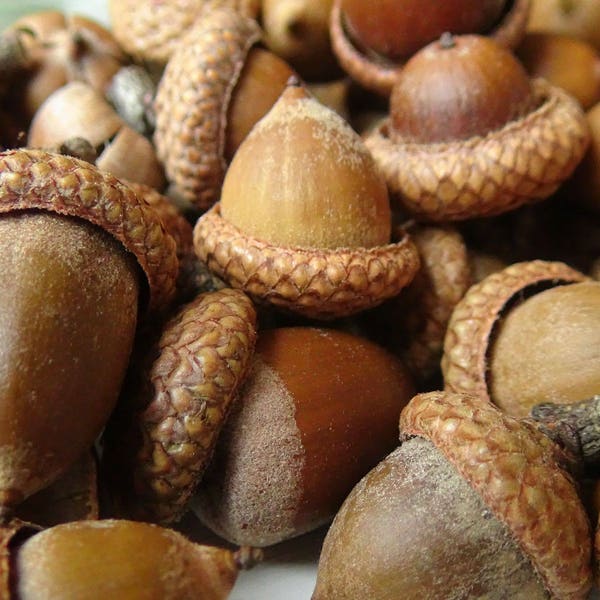Real Acorns - Etsy UK