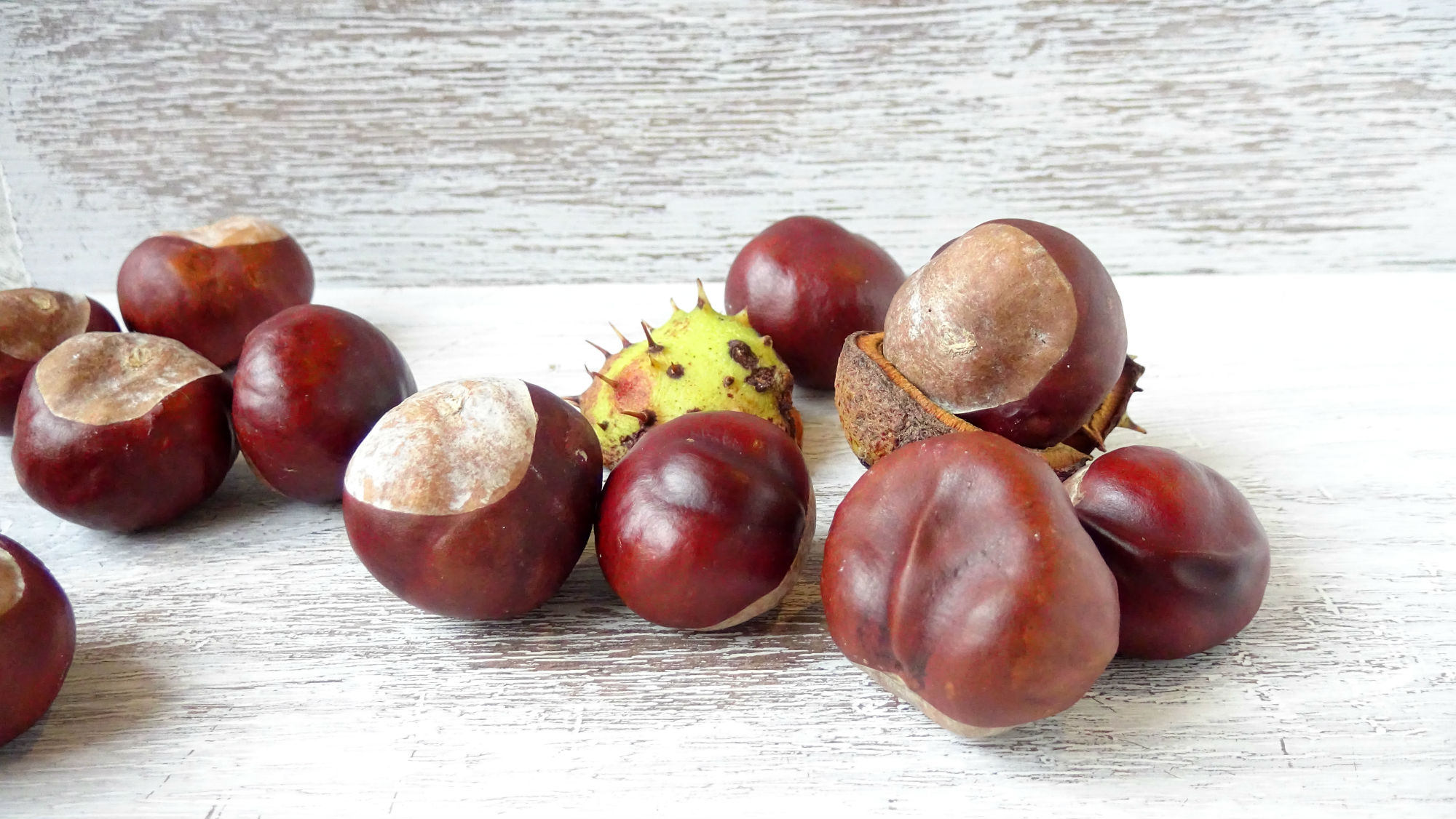 500g( ~ 50 Pieces) Horse Chestnuts,dried Horse Chestnuts,diy,vase ...