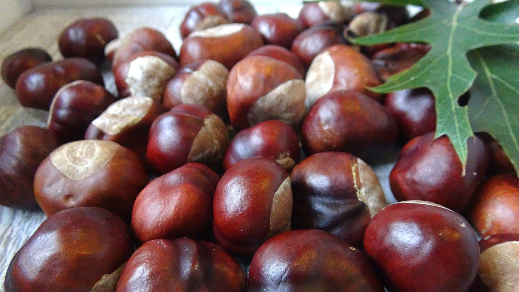 500g( ~ 50 Pieces) Horse Chestnuts,dried Horse Chestnuts,diy,vase ...