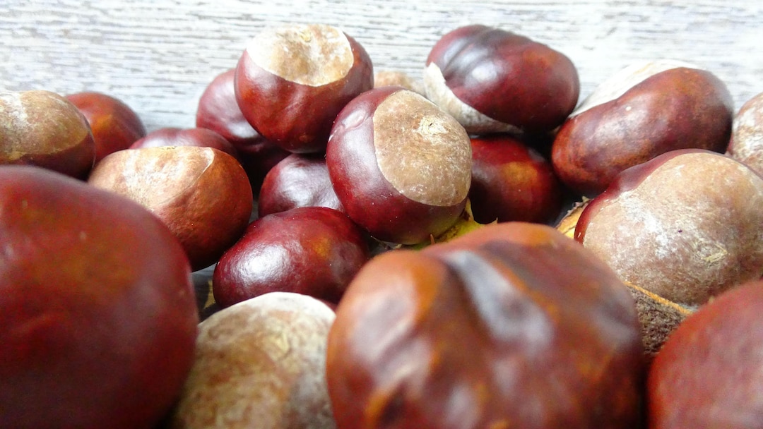 500g( ~ 50 Pieces) Horse Chestnuts,dried Horse Chestnuts,diy,vase ...