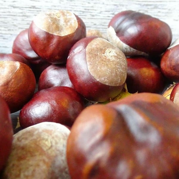 Chestnut Horse Decor - Etsy