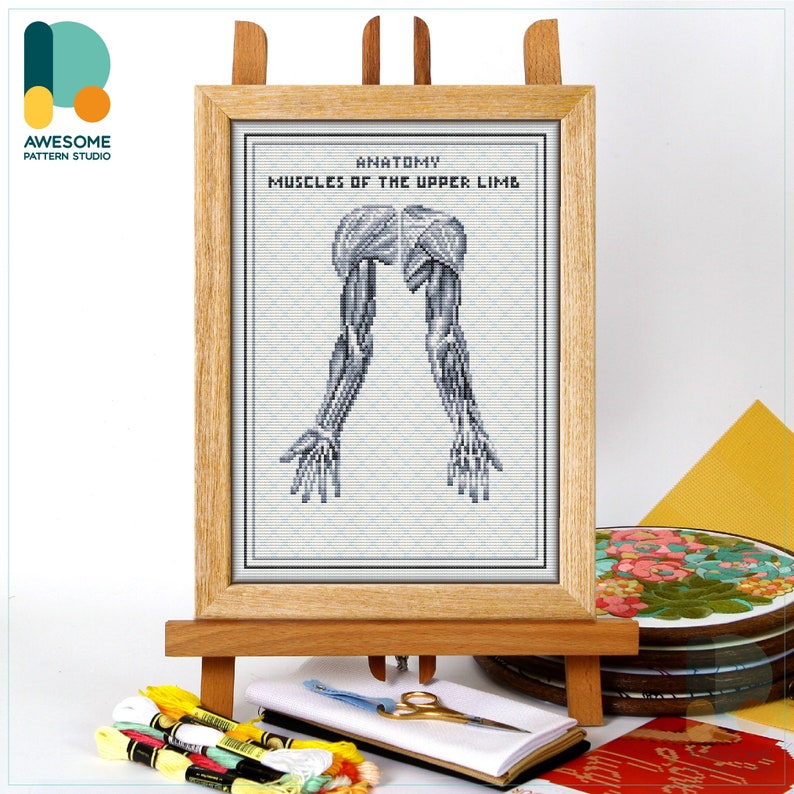 Upper Limb Muscles the Human Anatomy Cross Stitch Pattern and Kit ...