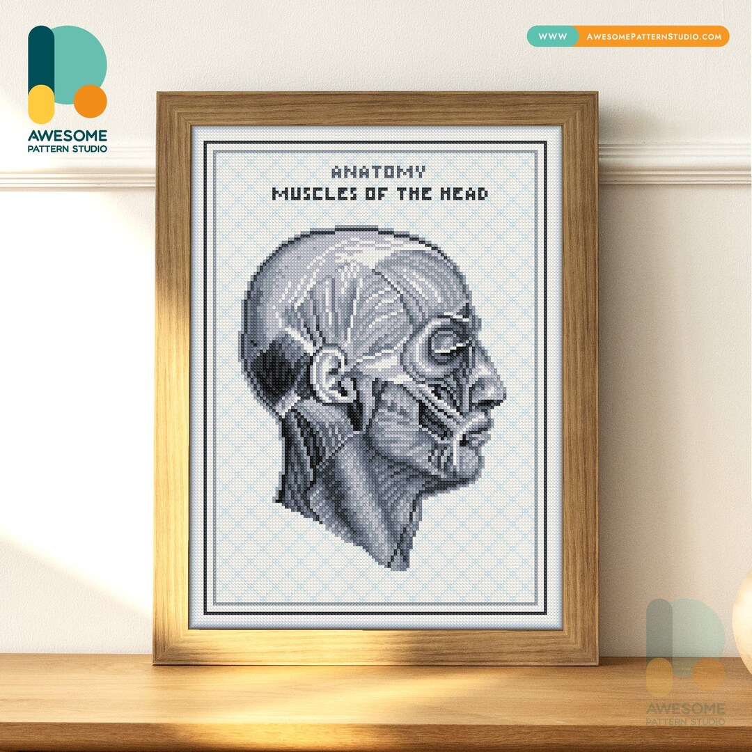 Músculos de la cabeza La anatomía humana DS2088 KIT de - Etsy México