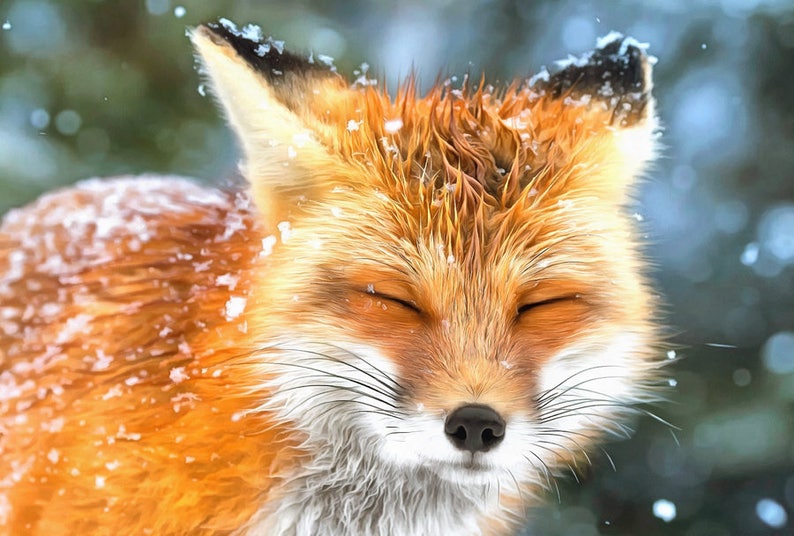 Sweety Fox