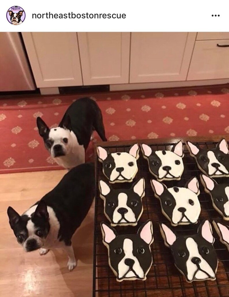 Cole the Boston Terrier Boston Terrier Cookie Cutter Dog - Etsy
