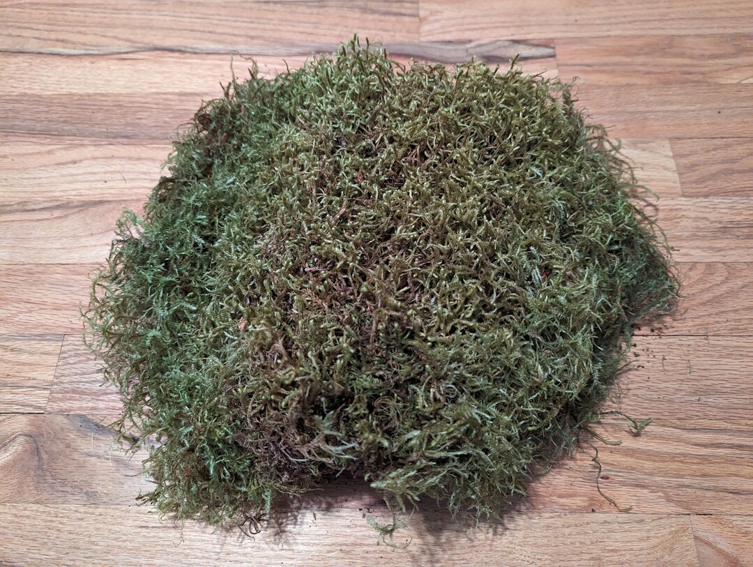 Dried Natural Neckera Moss 9x6x5 Box, Optional Sizes - Etsy