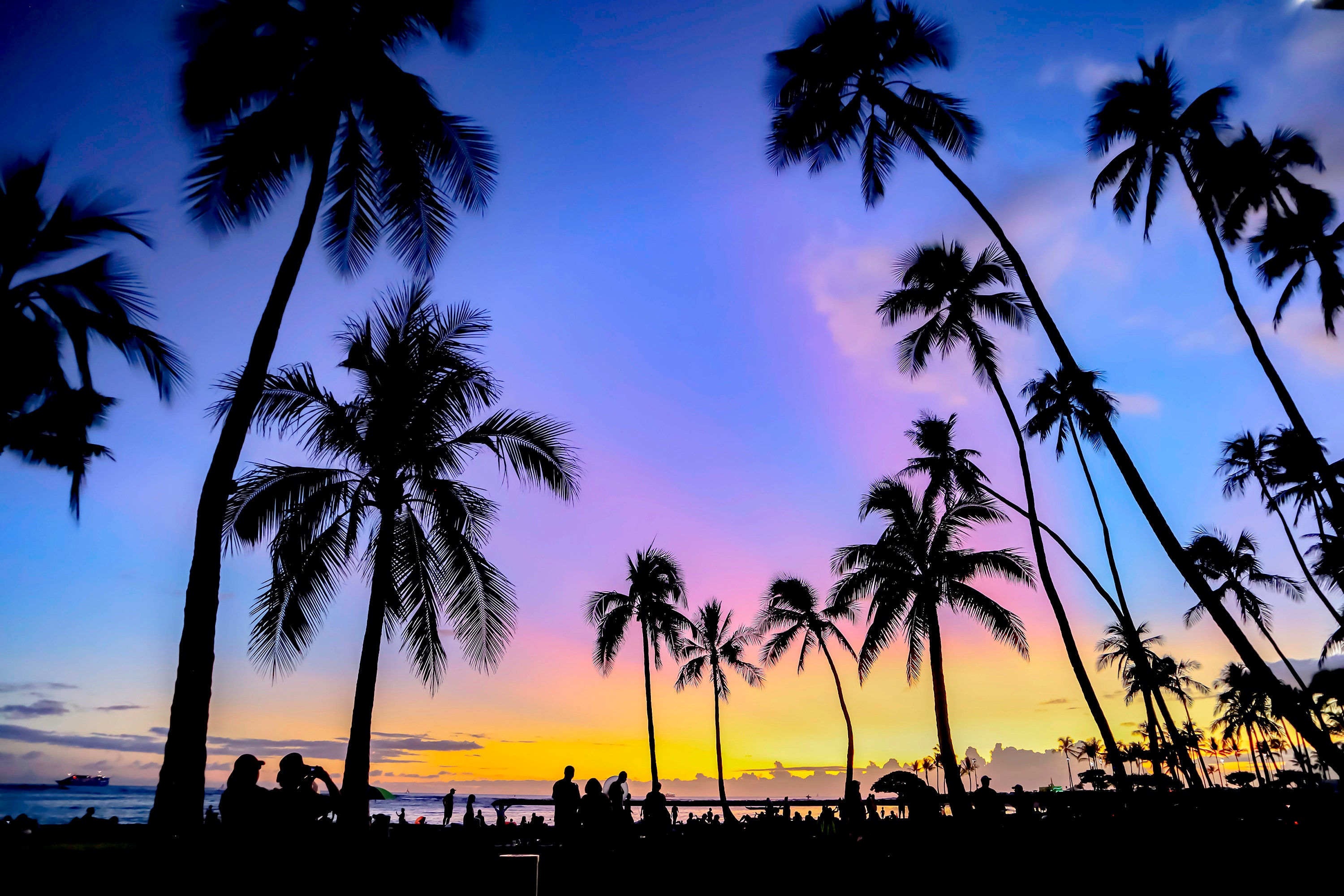 Palm Trees Pink Sunset