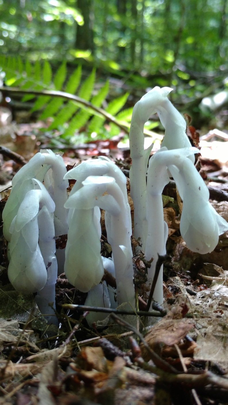 Ghost Pipe Tincture Indian Pipe Natural Extract Supplement Etsy