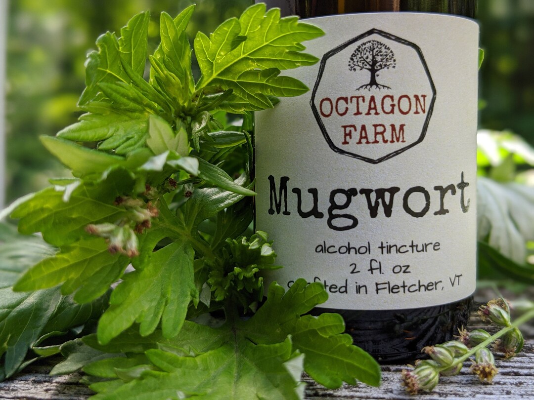 Mugwort Tincture Extract Natural Herbal Supplement Digestive Bitter ...