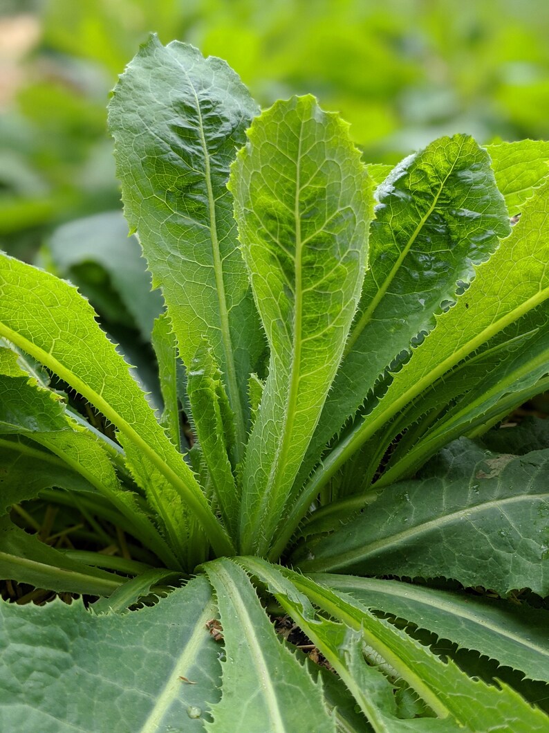 Wild Lettuce Tincture Alcohol Extract Opium Sedative Sleep Etsy