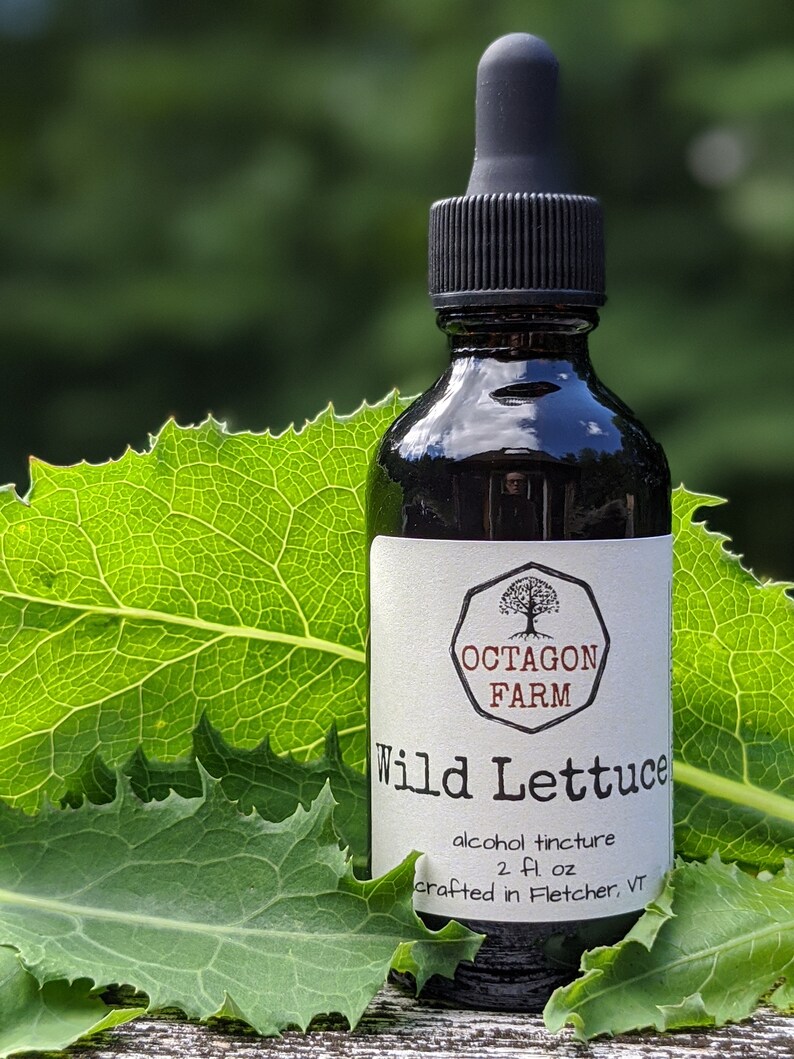 Wild Lettuce Tincture Alcohol Extract Opium Sedative Sleep Etsy