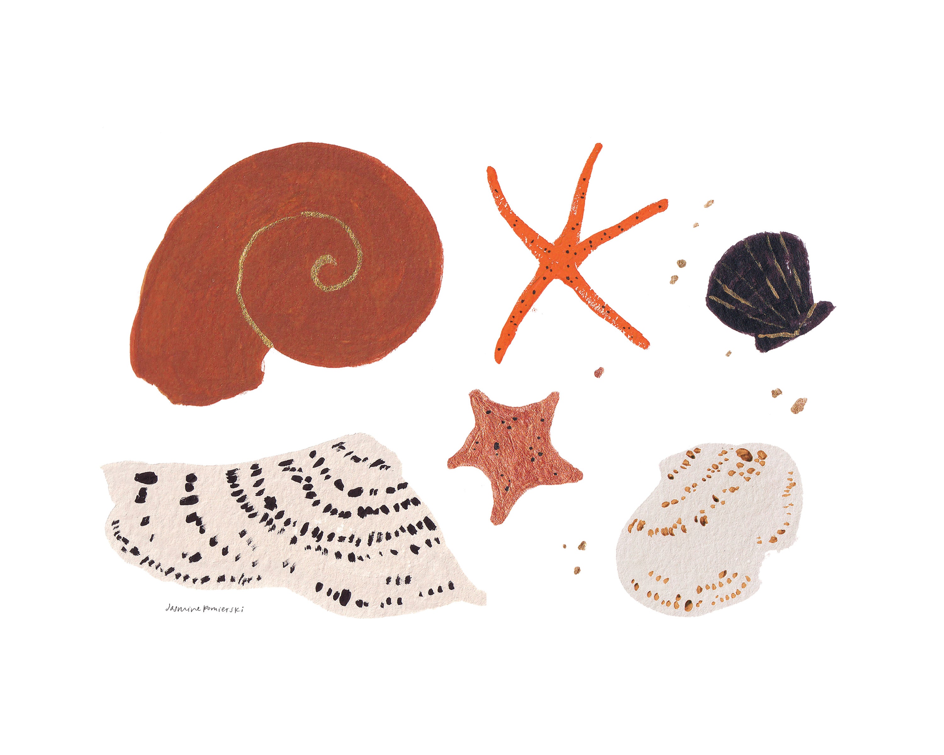 Peach Sea Shells PRINT | Giclee | Sea Art | Shell Collector | Botanical ...