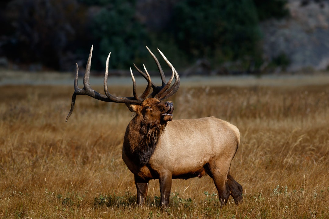 Bull Elk- Big Kahuna - Bruno - Colorado - Digital Download for Prints ...