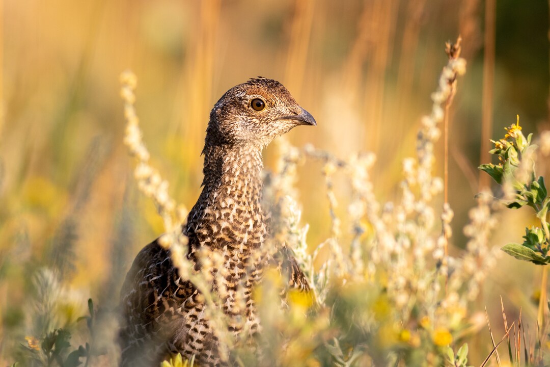 Dusky Grouse - Colorado - Digital Download for Prints - Etsy