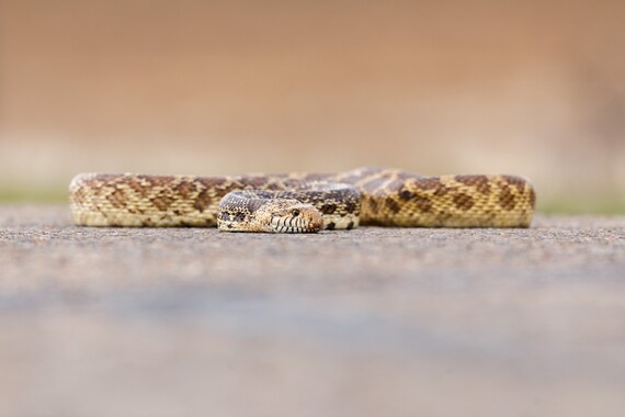 Bull Snake Colorado Digital Download for Prints - Etsy