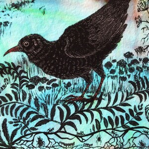 Cornish Chough, Limited Edition Giclee Print on Hahnemuhle German ...