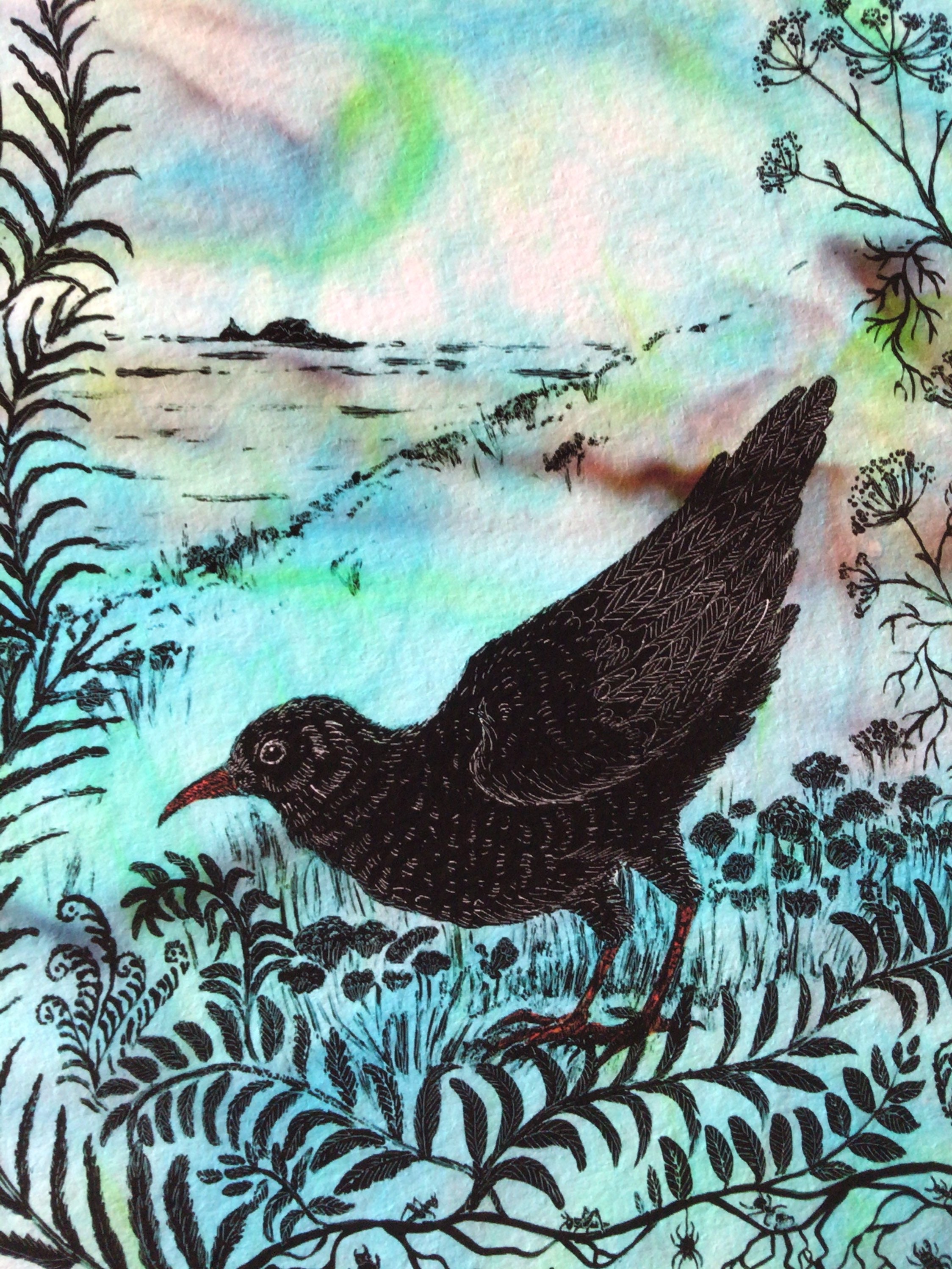 Cornish Chough limited edition Giclee print on Hannemuhle | Etsy
