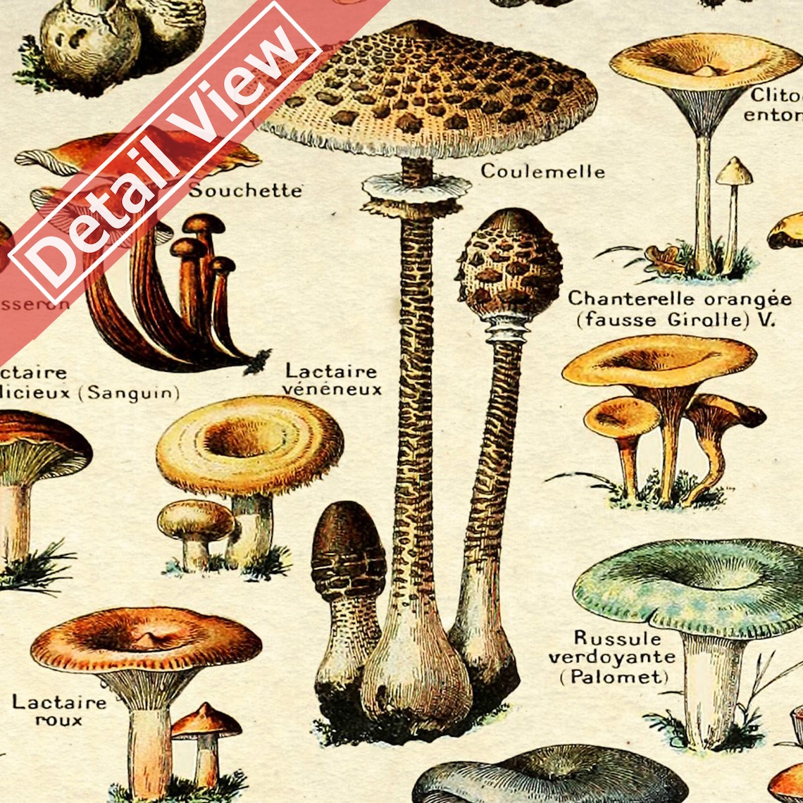 Vintage Mushrooms Poster Antique Botanical Print Adolphe - Etsy
