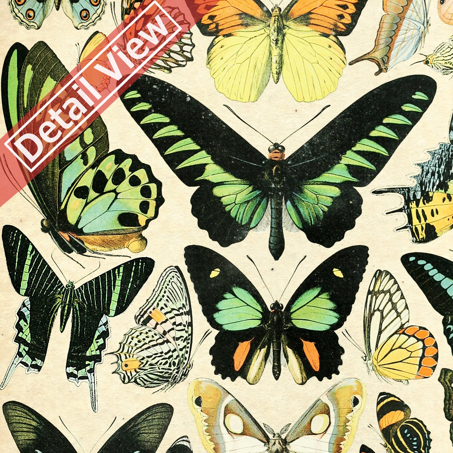 Vintage mariposa cartel, impresión de arte de la mariposa, arte de la ...