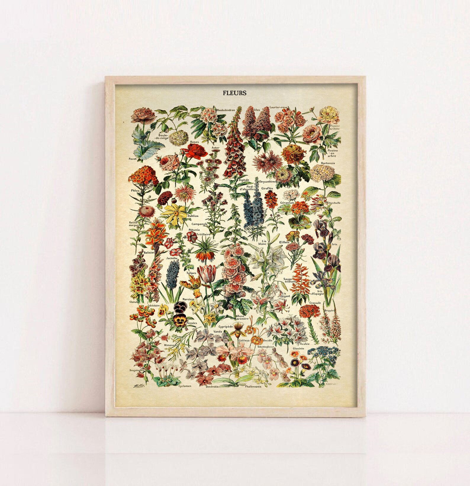 Vintage Flowers Poster Floral Print Antique Botanical - Etsy