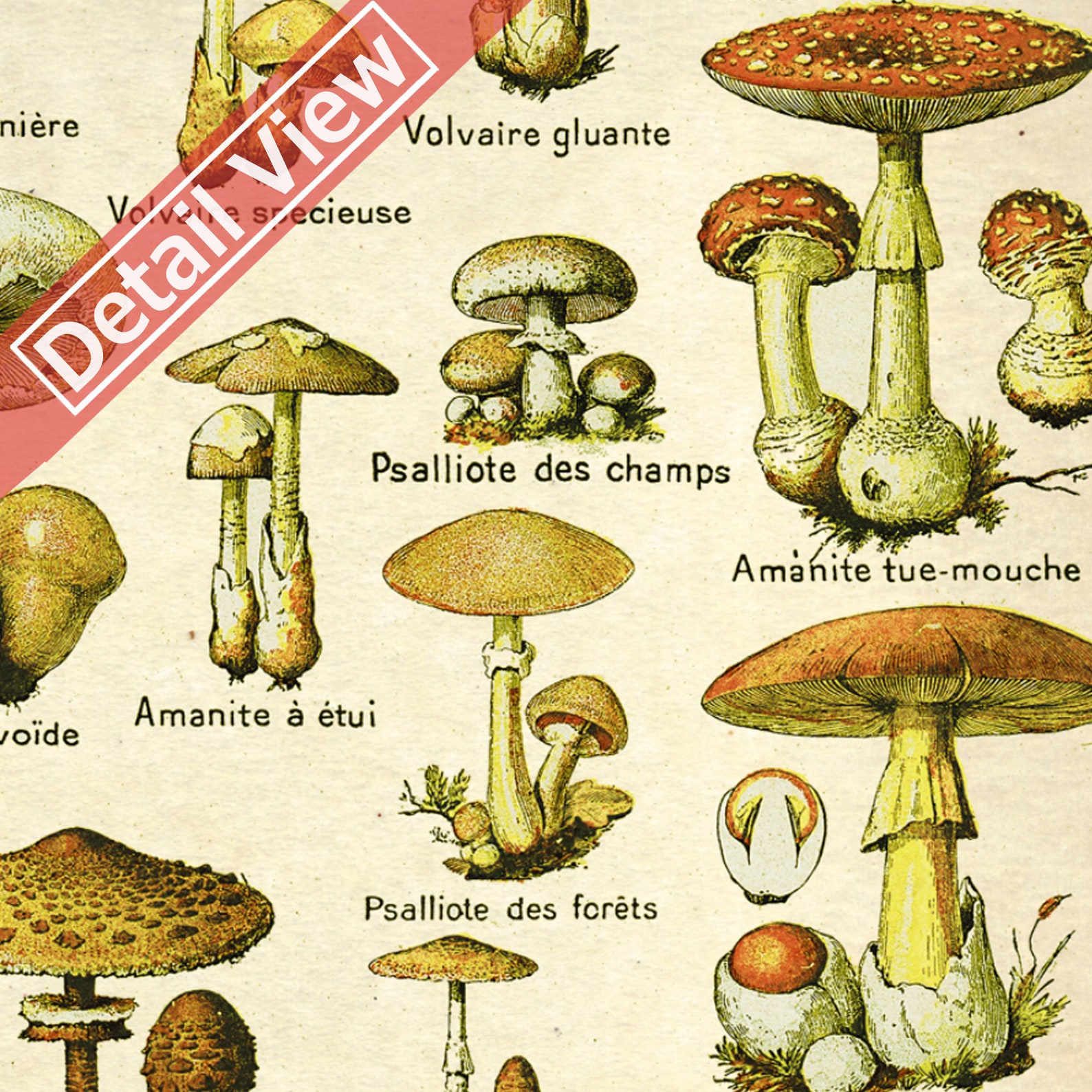 Affiche de champignons vintage impression botanique antique | Etsy