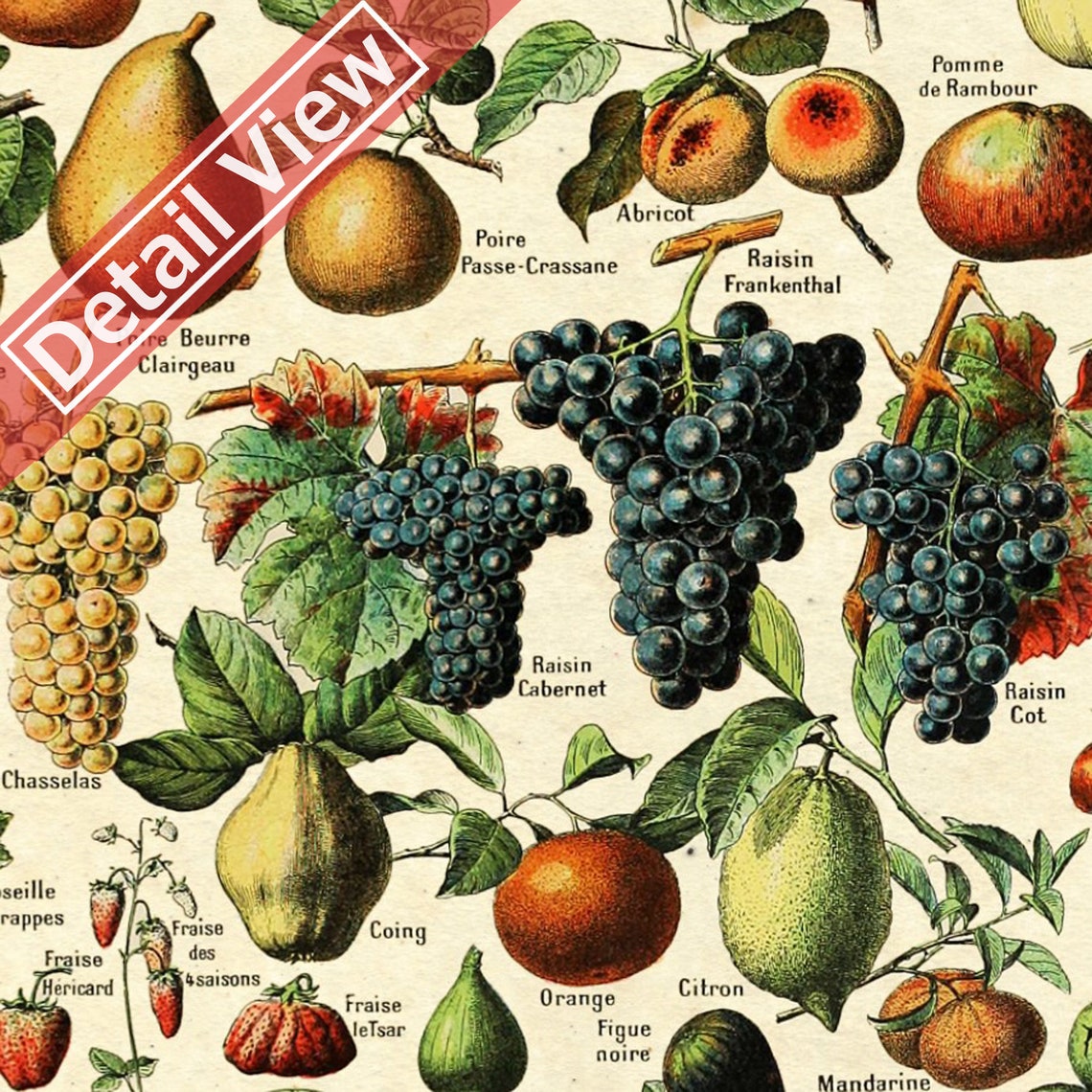 Vintage Fruits Poster, Fruits Print, Antique Botanical Poster, Adolphe ...