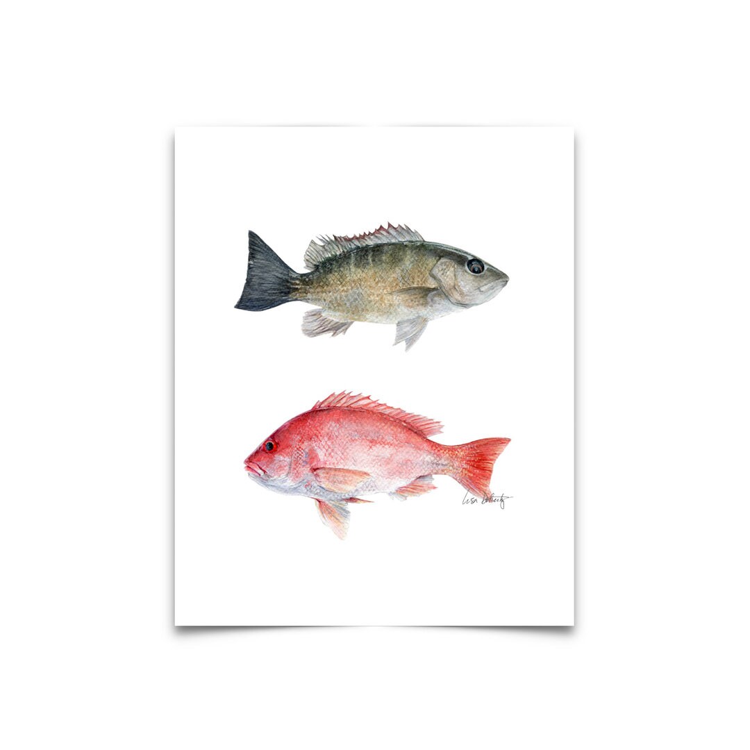 Red and Gray Snapper, Fine Art Game Fish Print - Etsy