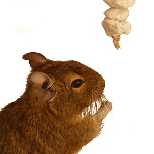Pumice on a String - Small Pet Pumice Chew for Degus, Rats, Hamsters ...