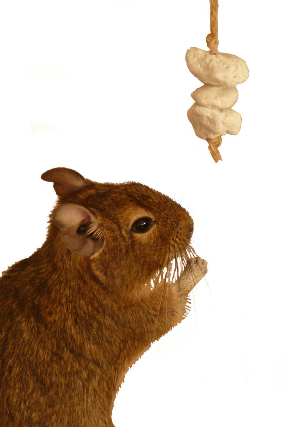 Pumice on a String - Small Pet Pumice Chew for Degus, Rats, Hamsters ...