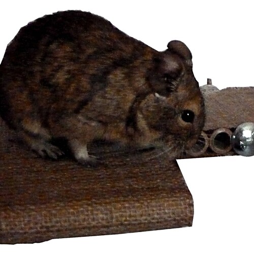 Degu Corner Shelf Pet Toy Degu Rat Gerbil Hamster Cage - Etsy