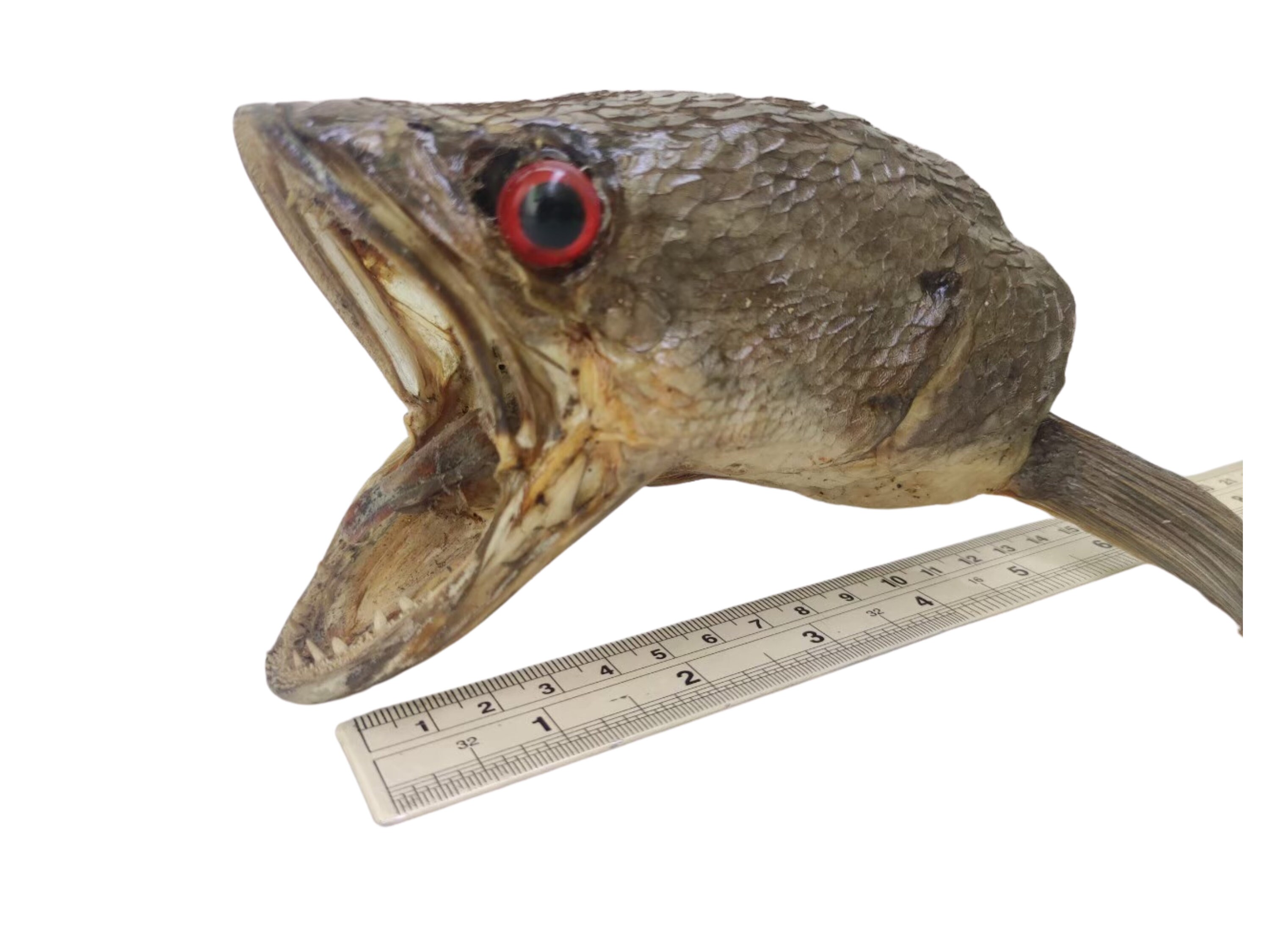 Real Rare Genuine Giant Snakehead Fish Skull Taxidermy Mount Skeleton ...