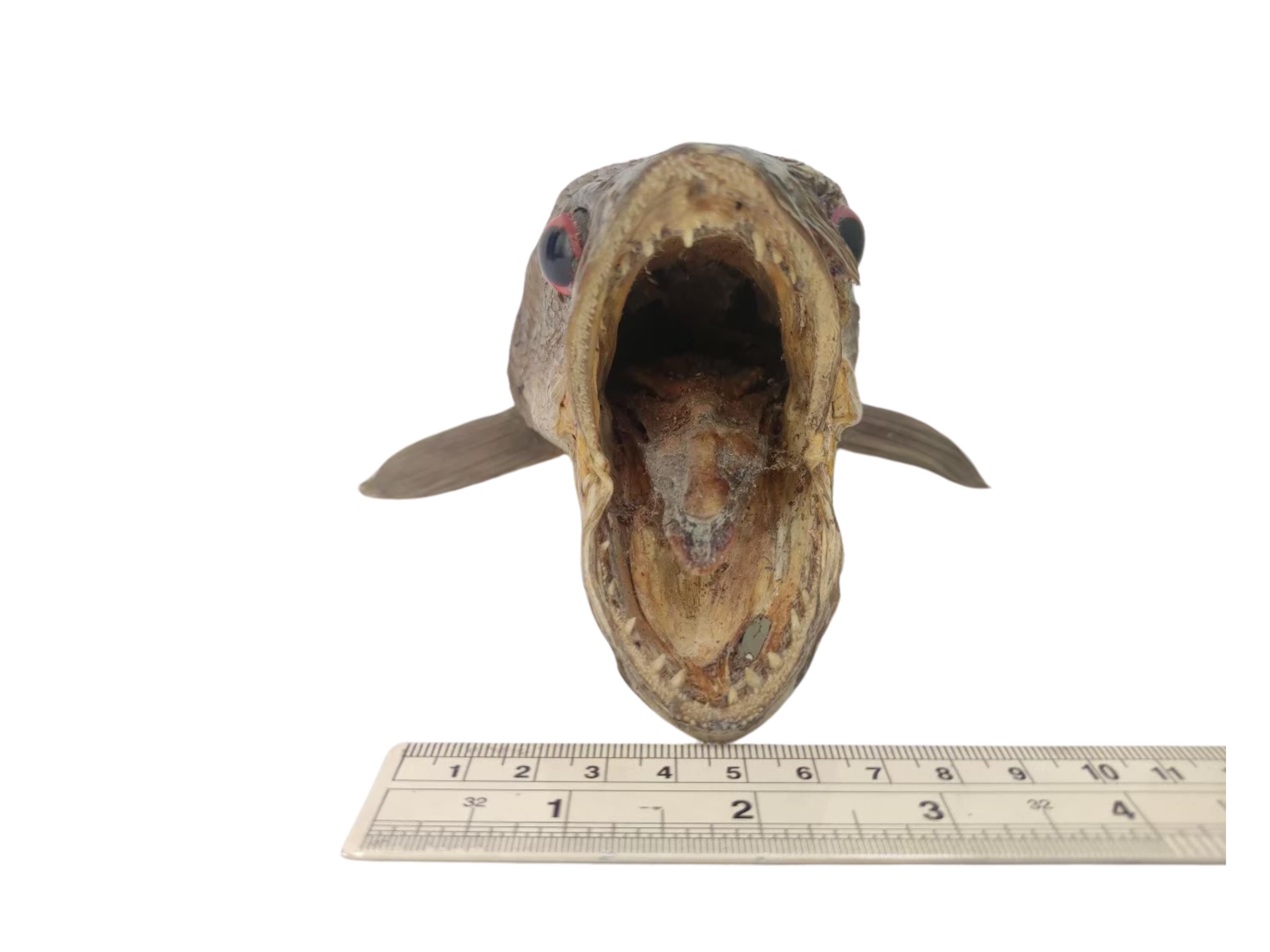 Real Rare Genuine Giant Snakehead Fish Skull Taxidermy Mount Skeleton ...