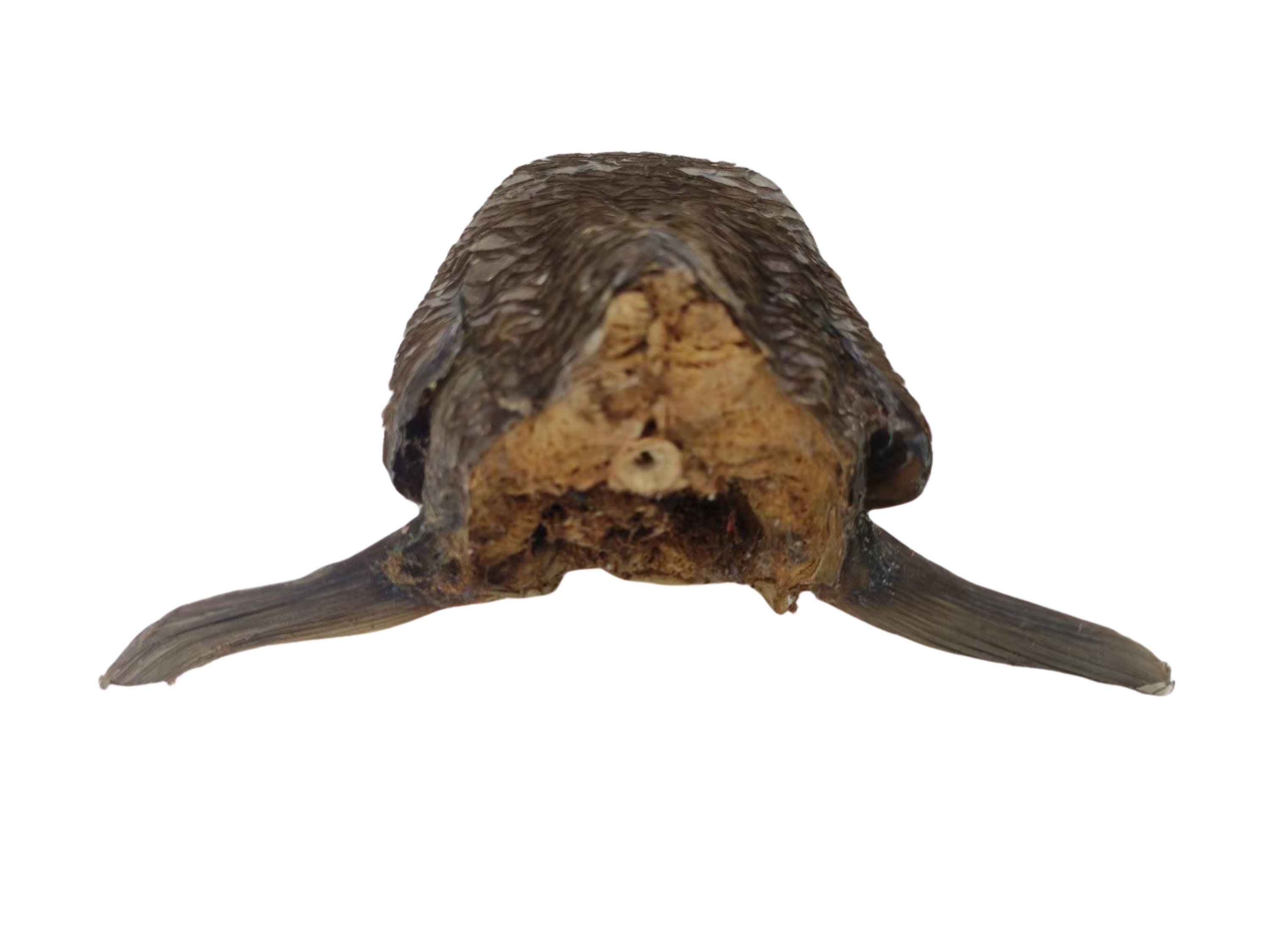 Real Rare Genuine Giant Snakehead Fish Skull Taxidermy Mount Skeleton ...