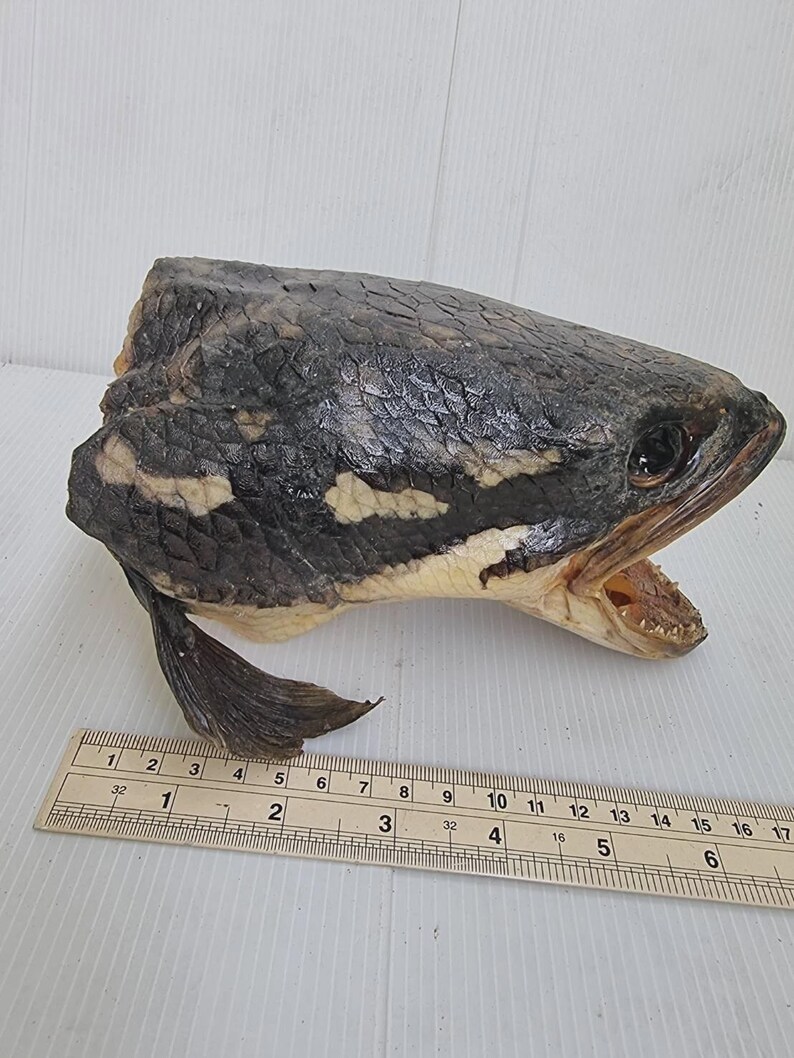 Real Rare Genuine Giant Snakehead Fish Skull Taxidermy Mount Skeleton ...