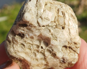 Silicified Charlevoix Stone, Favosites Coral Fossil, Orange Limonite ...