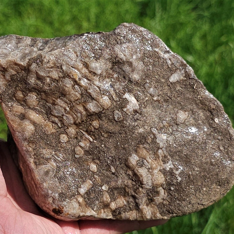 Lake Michigan Fossil - Etsy