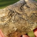 Large Rough Stromatoporoid Sponge Ordovician Fossil Limestone W ...