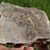 Petoskey Stone, Hexagonaria Percarinata Coral, Cladopora, Fossil ...