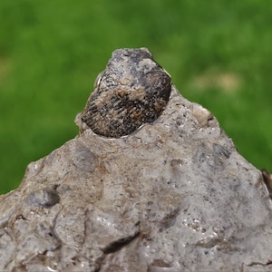 Mother of Pearl Brachiopod Shell Fossils W Calcite, Devonian Limestone ...