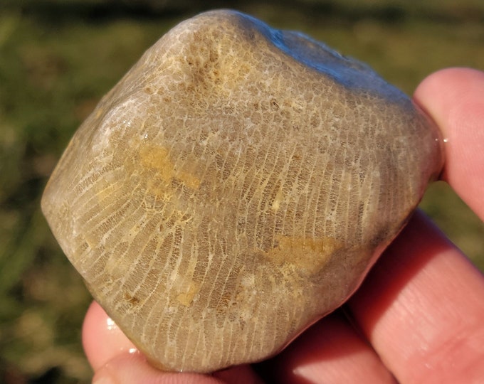 Charlevoix Stone, Favosites Coral Fossil, Ordovician Fossil, Brachiopod ...