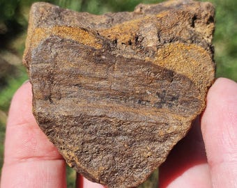 carboniferous mudstone