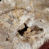 Large Rough Stromatoporoid Sponge Ordovician Fossil Limestone W ...