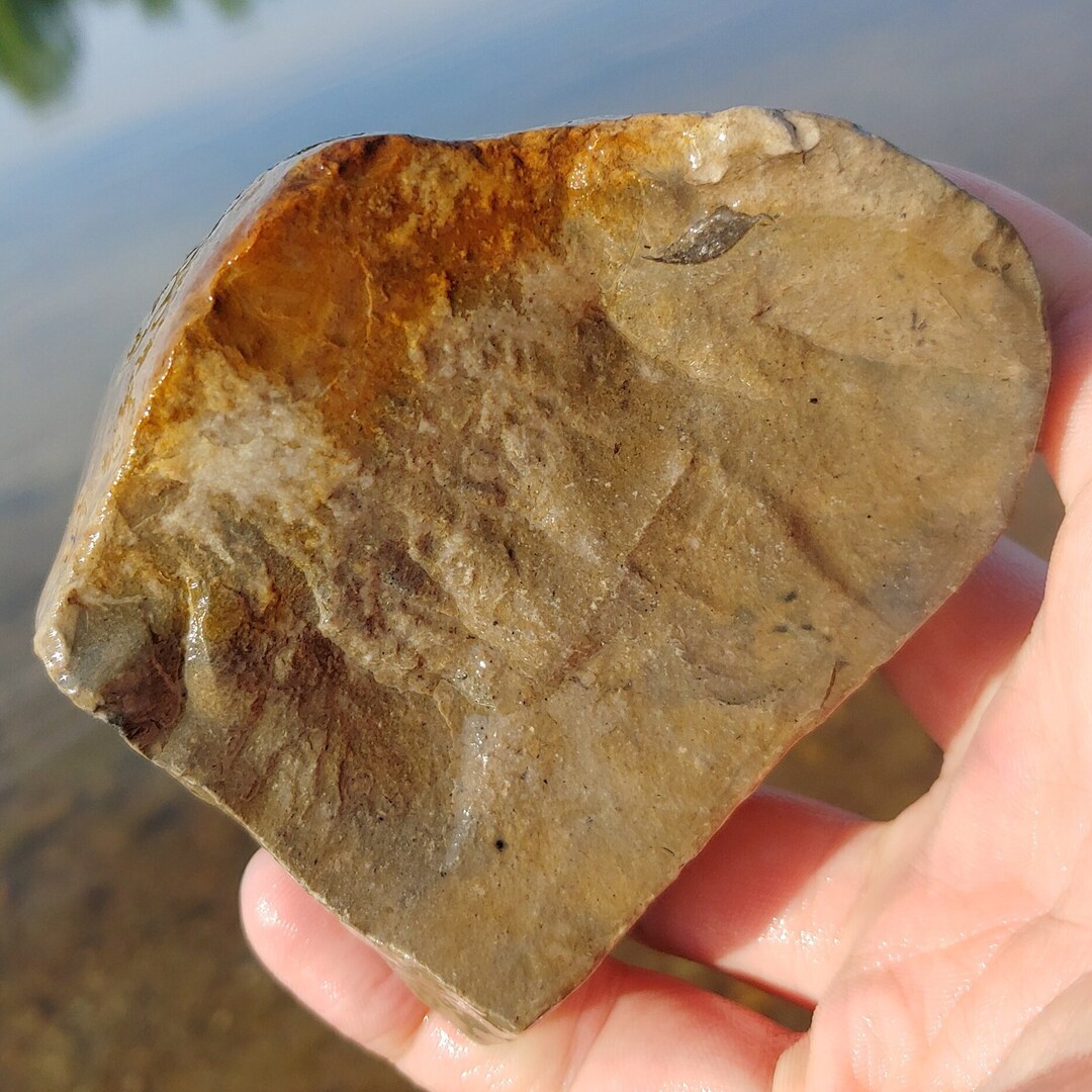 Large Fossiliferous Limestone W Sea Lily Crinoids Coral, Brachiopods ...