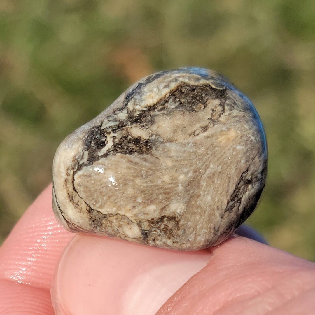 Compact Fossil Limestone, Two Rugosa Horn Corals, Branched Cladopora ...