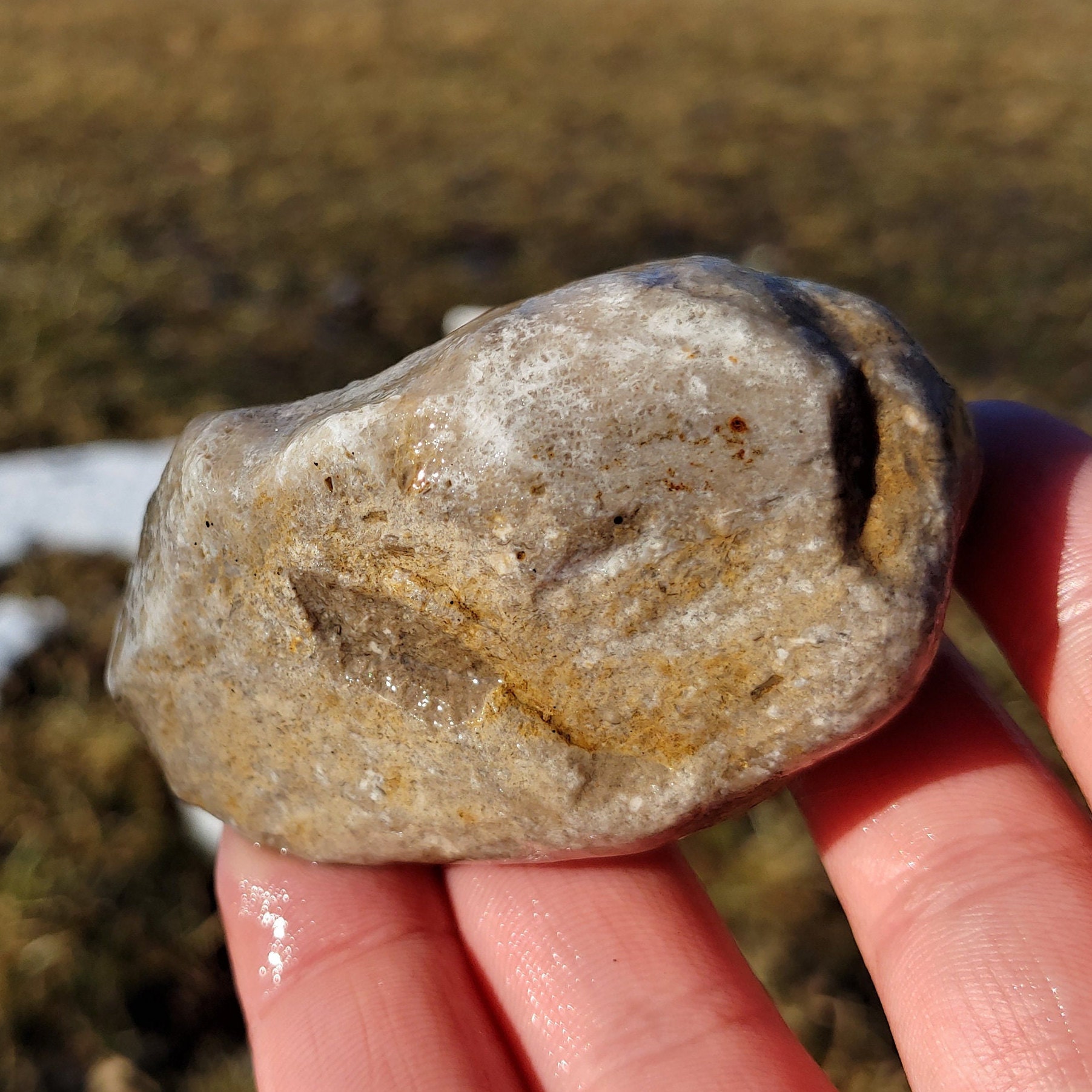 Stromatoporoid Sponge Ordovician Fossil, Horn Coral, Quartz, Calcitic ...