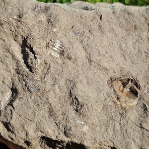Brachiopod Shell Fossils, Devonian Limestone, Mother of Pearl & Druzy ...