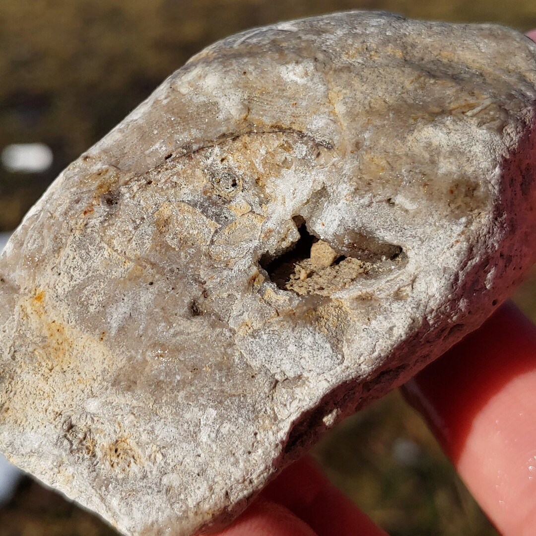 Stromatoporoid Sponge Ordovician Fossil, Horn Coral, Quartz, Calcitic ...