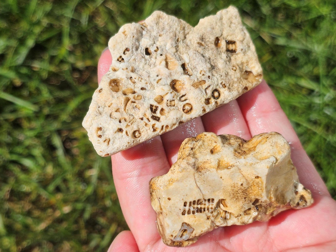 Crinoids Chert Fossil, Steinkern, Missouri River Rock, 30g & 54g ...