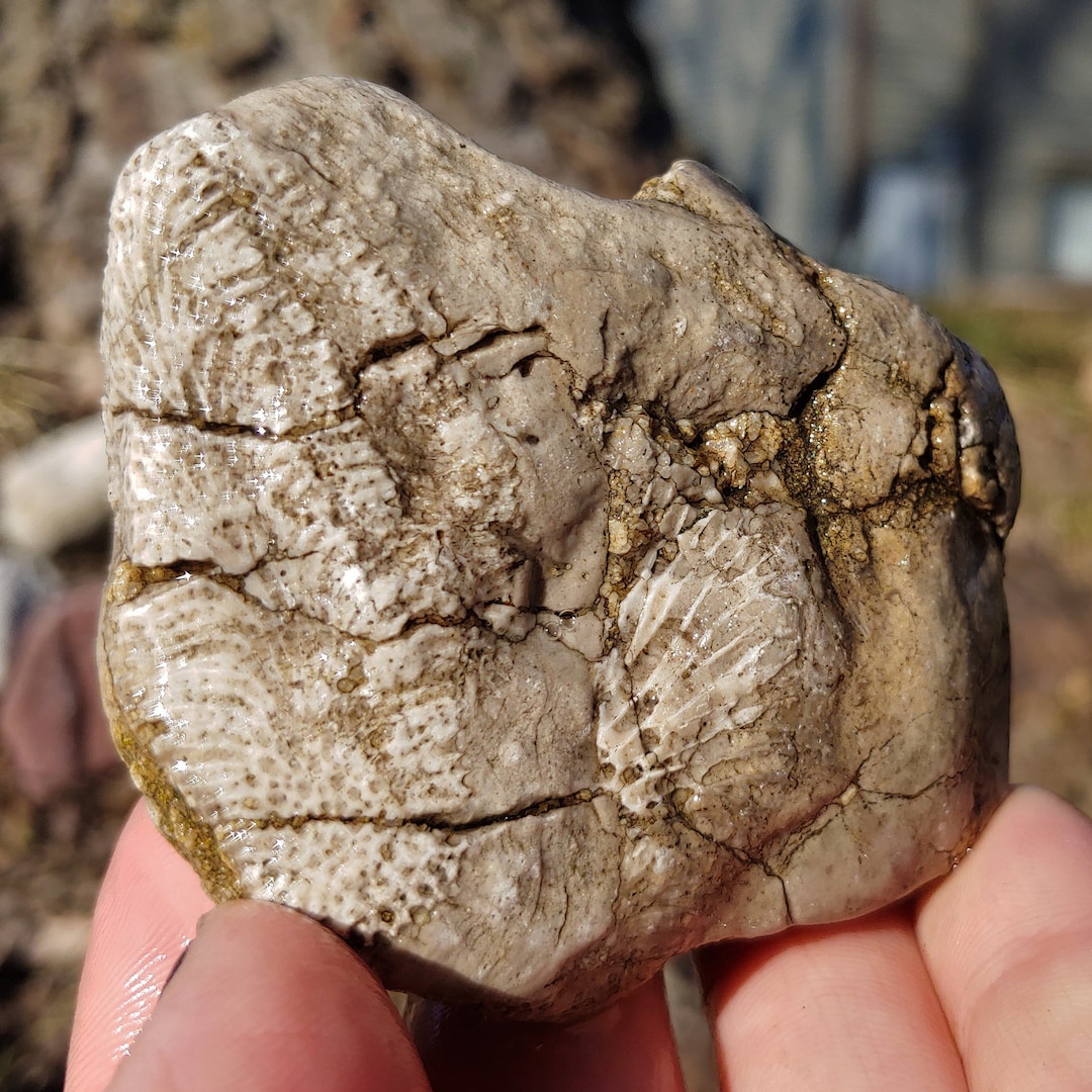Large Cladopora Branch Coral & Stromatoporoid Sponge Fossil, Uncommon ...