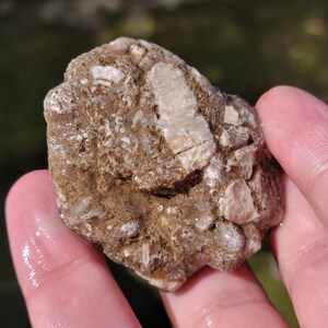 Medium Porous Branching Cladopora Corals & Crinoid Fossils in Limestone ...